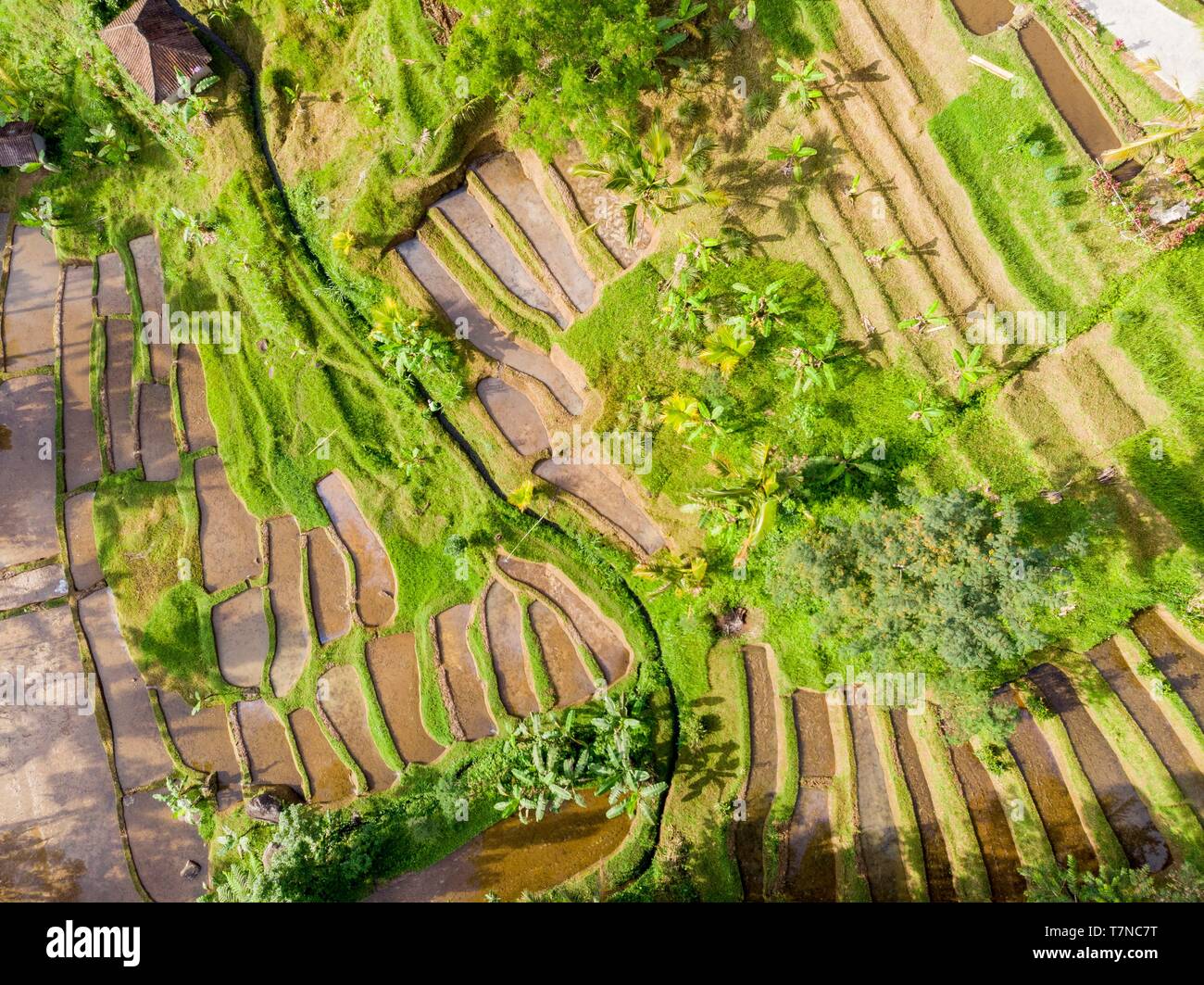 Aerial view jatiluwih rice terraces hi-res stock photography and images ...