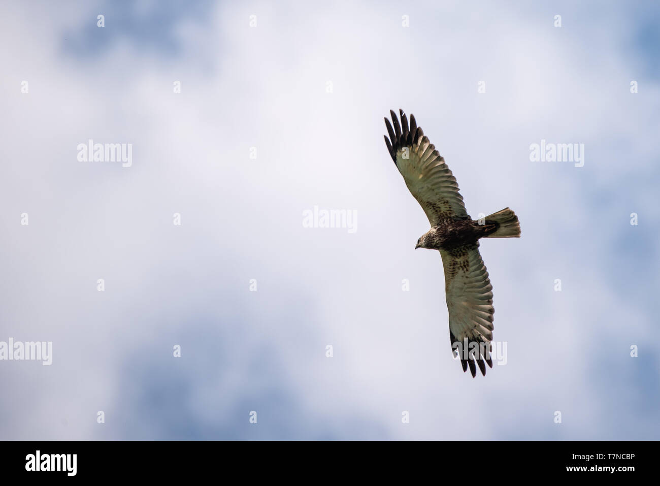 Honey buzzard in flight hi-res stock photography and images - Alamy