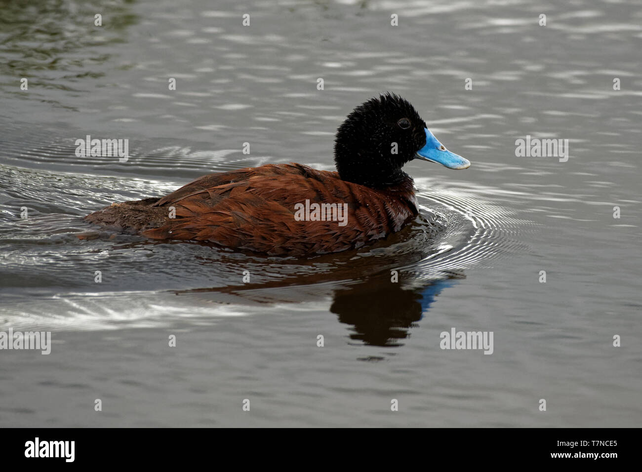 Australian stiff tailed duck hi-res stock photography and images - Alamy
