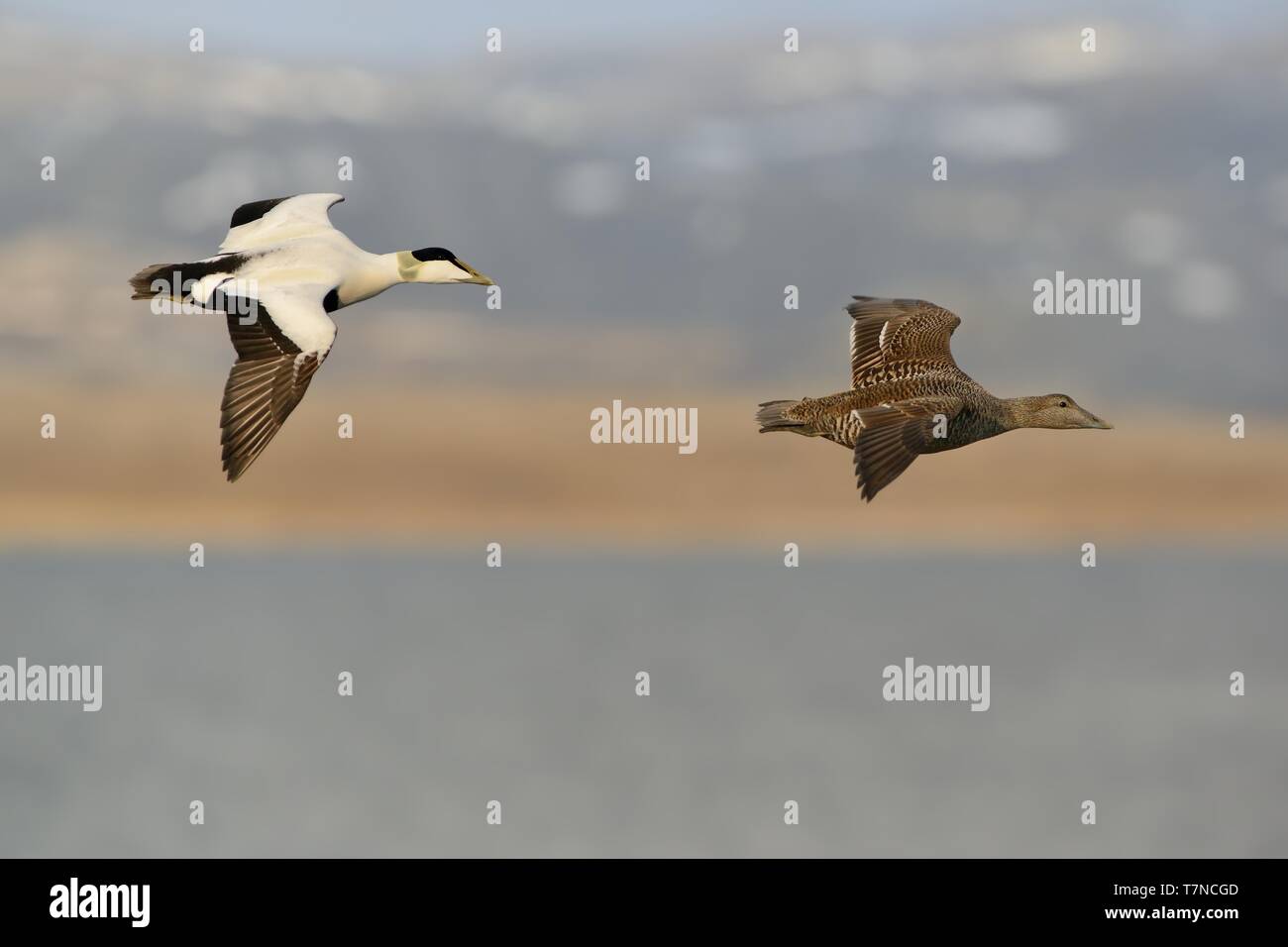 Large Sea Duck High Resolution Stock Photography and Images - Alamy