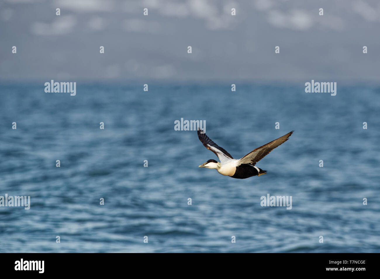 Large northern sea duck hi-res stock photography and images - Alamy