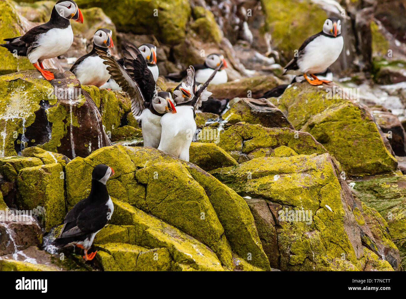 Puffin uk hi-res stock photography and images - Alamy