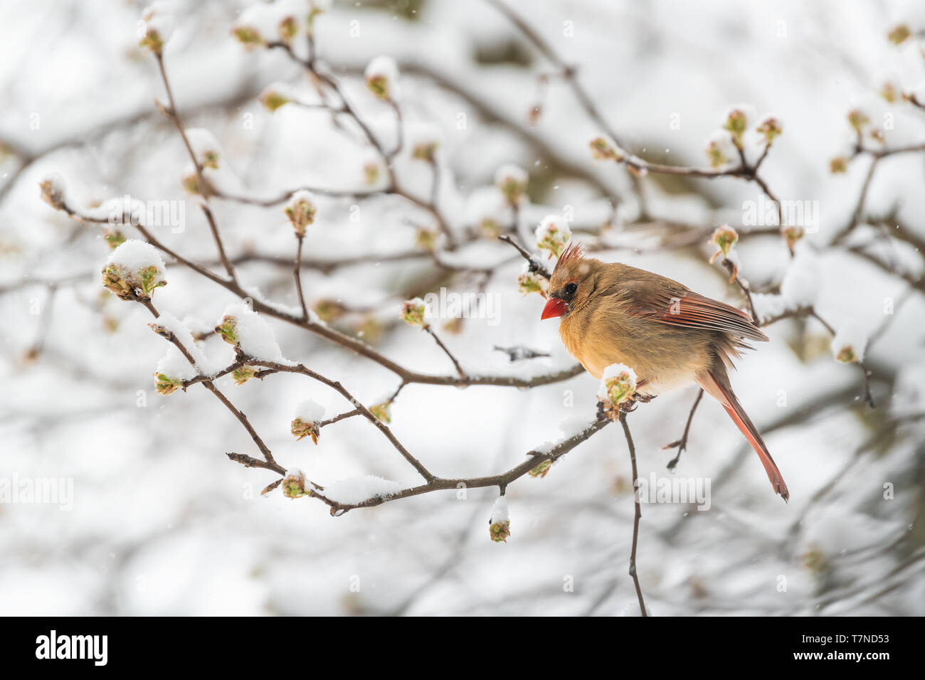 Virginia Cardinal High Resolution Stock Photography and Images - Alamy