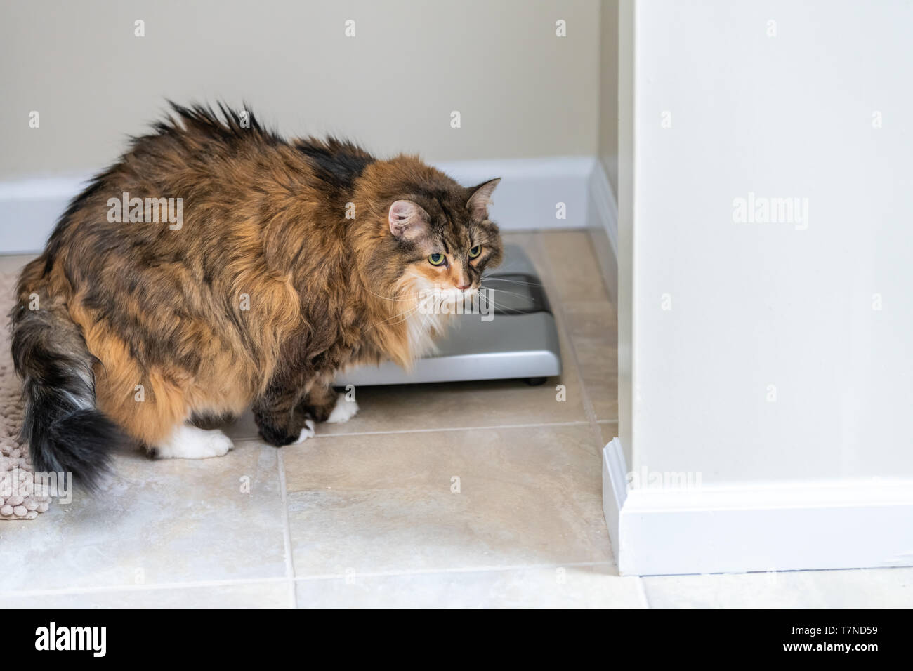 Calico maine coon cat walking in bathroom room in house by weight scale ...