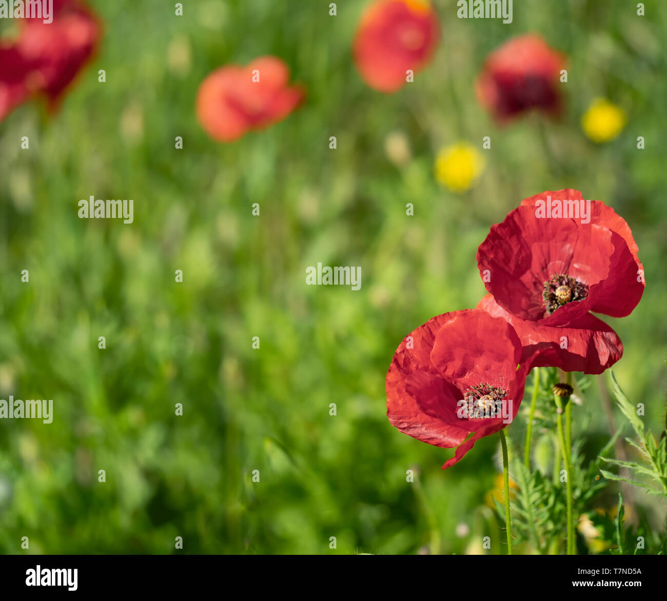 Wildflower meadow in spring, Europe, with red poppies. Natural ...