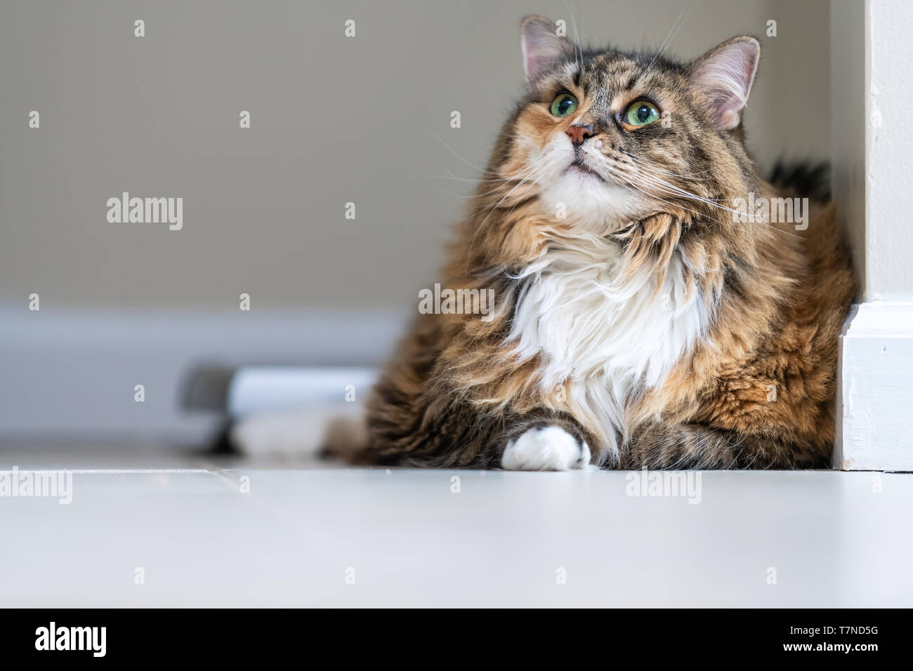 Calico maine coon cat lying down looking up in bathroom room in house ...