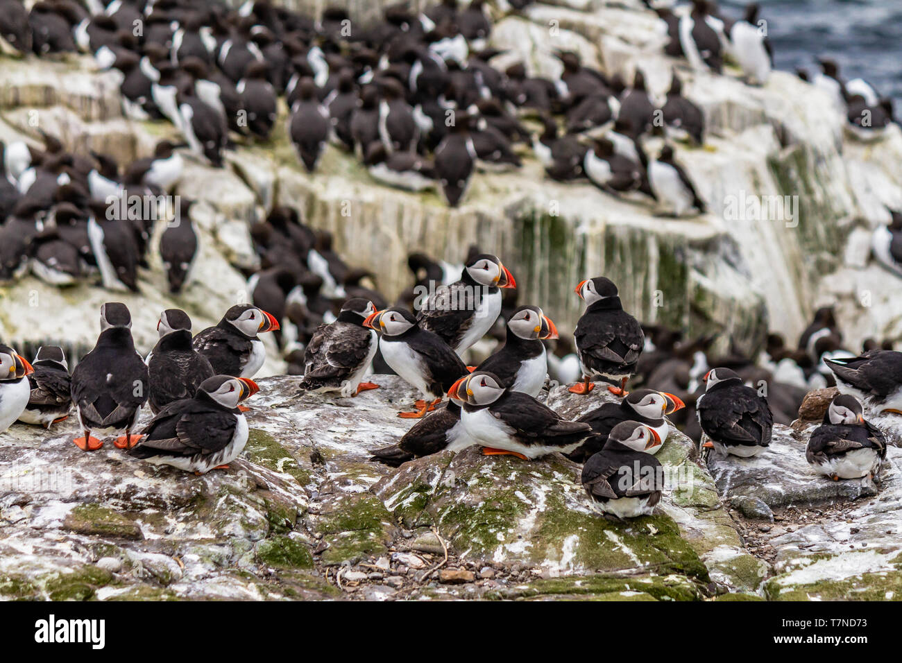 Flock of puffins hi-res stock photography and images - Alamy