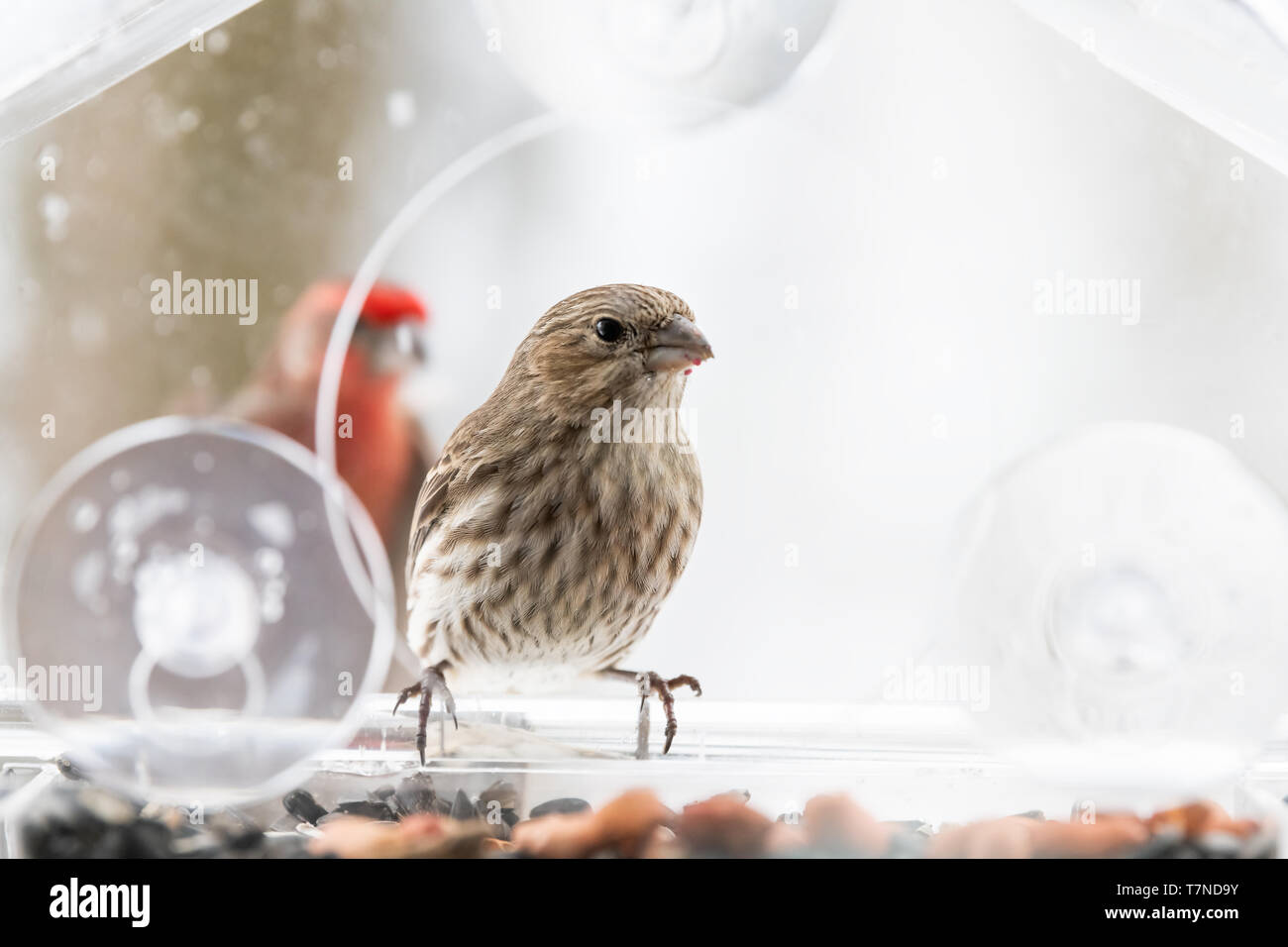 Couple of female and red male house finch landing flying in background ...