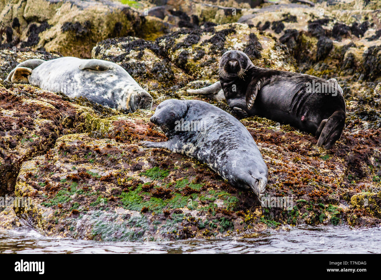 Colony of Grey Seals at home on the Farne Islands, Northumberland, UK ...