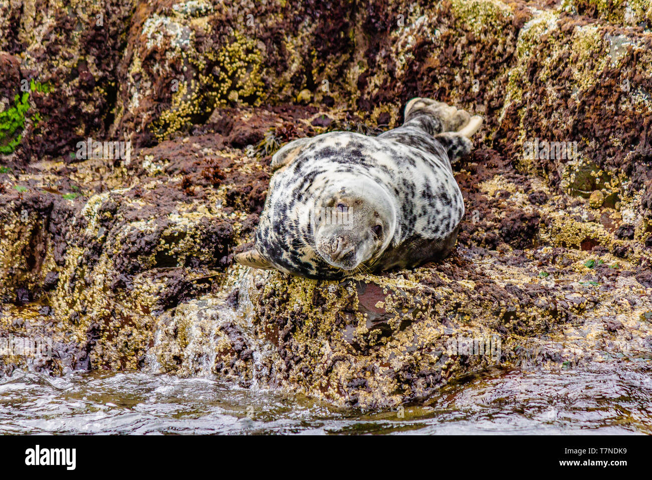 Female Grey Seal at home on the Farne Islands, Northumberland, UK. May ...