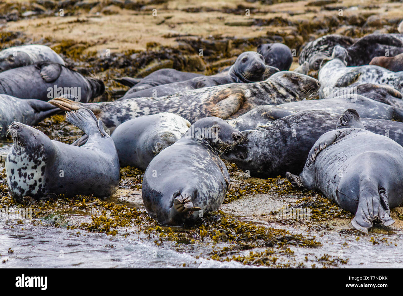 Colony of Grey Seals at home on the Farne Islands, Northumberland, UK ...