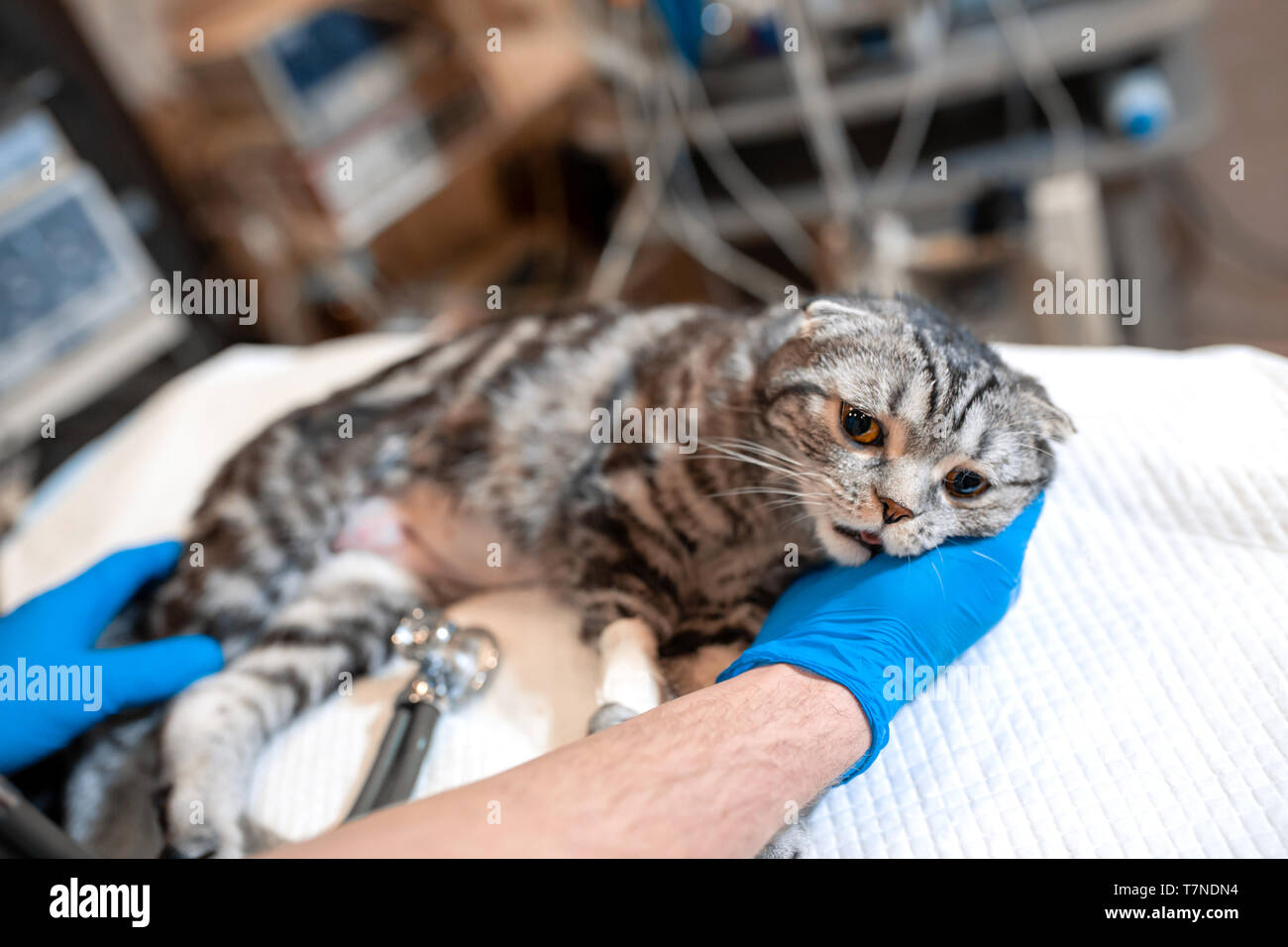 cat under general anesthesia on the operating table. Pet surgery Stock ...