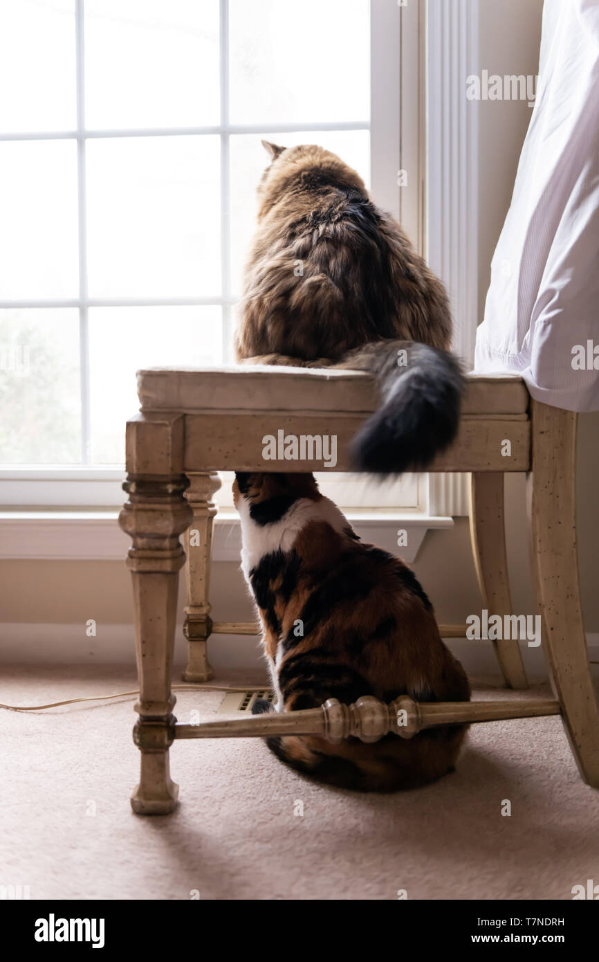 Two cats friends maine coon and calico breeds sitting below and above ...