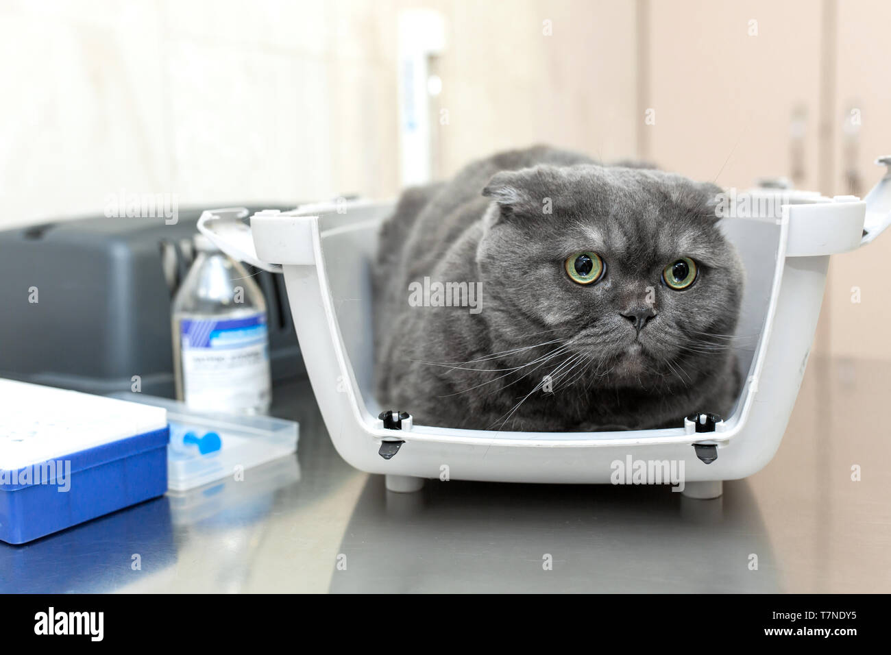 Angry fluffy gray cat awaits reception at the veterinarian in a ...