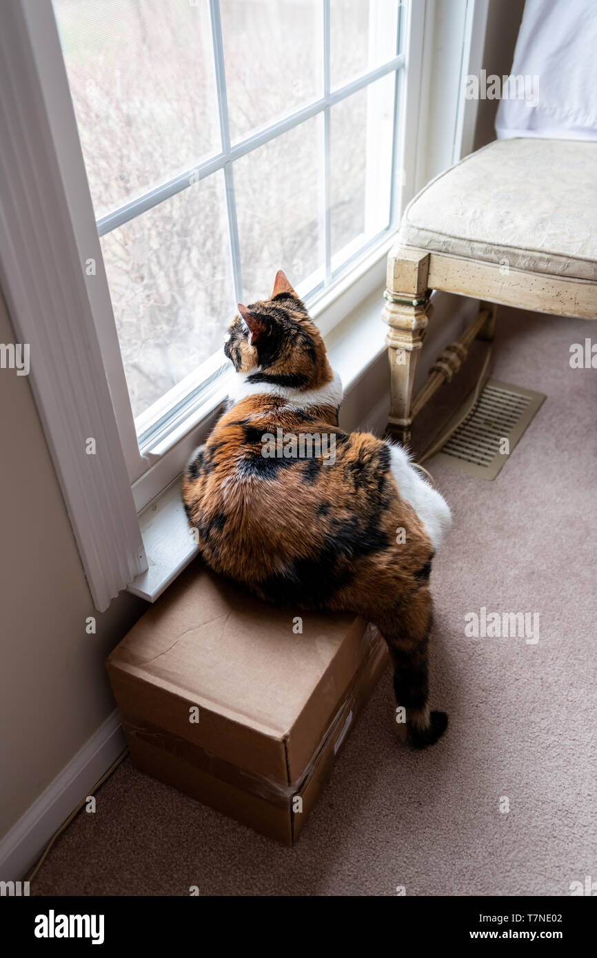 Cat cardboard house box hi-res stock photography and images - Alamy