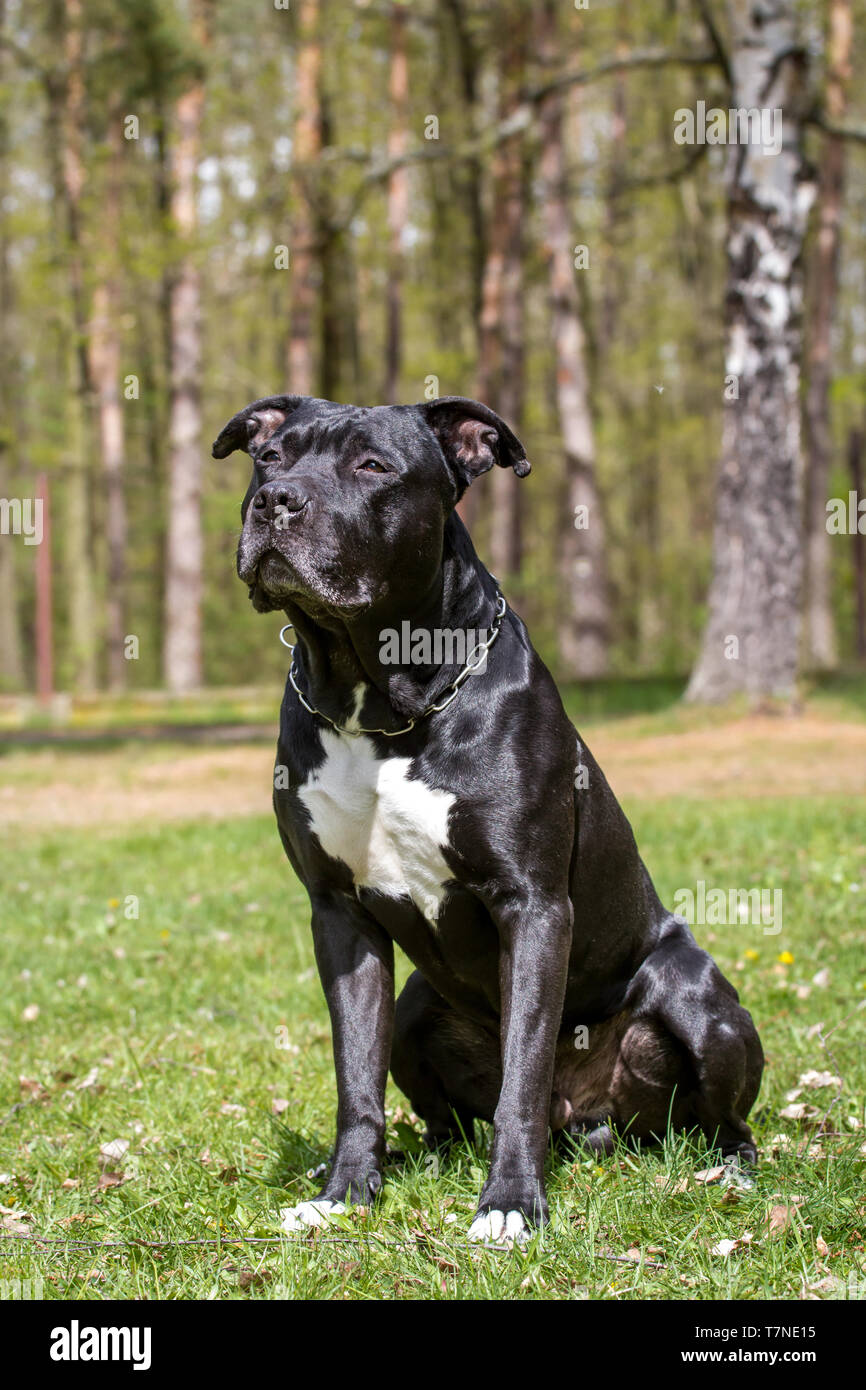 Amstaff High Resolution Stock Photography and Images - Alamy