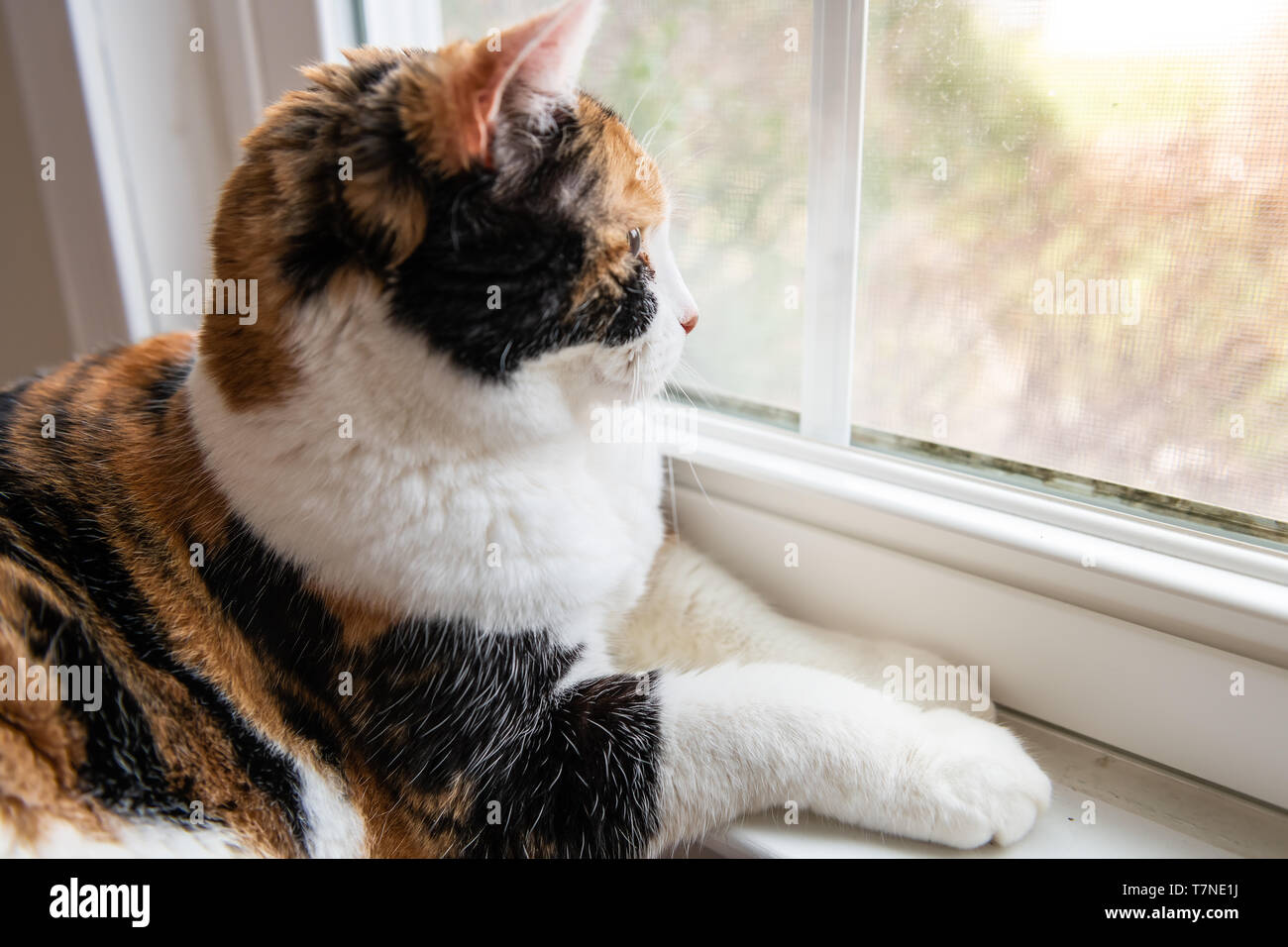 Cat in window watching bird hi-res stock photography and images - Alamy