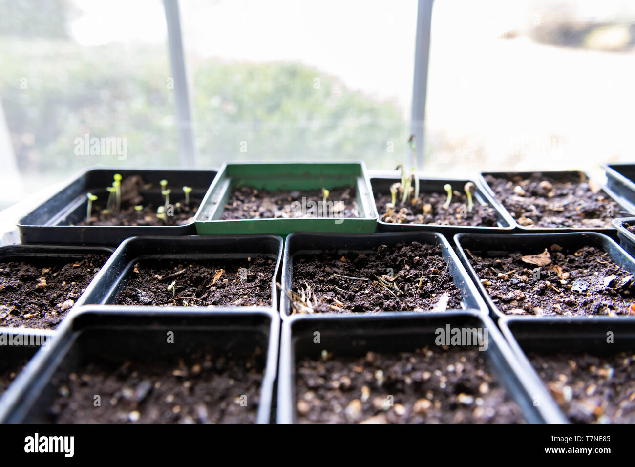 Germination boxes hi-res stock photography and images - Alamy