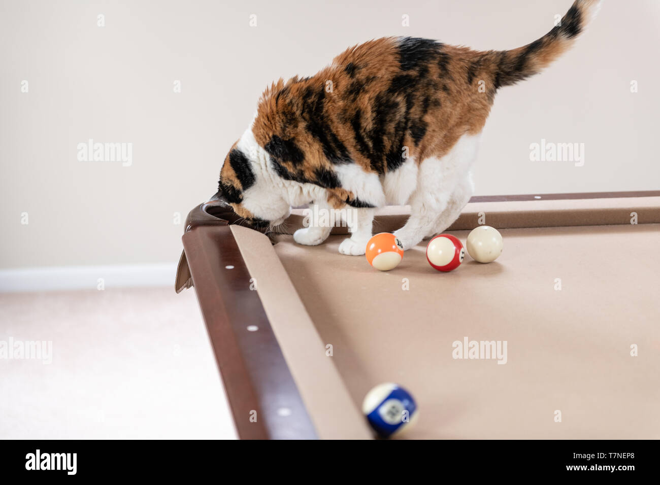 Curious calico cat walking on top of billiard pool table smelling hole ...