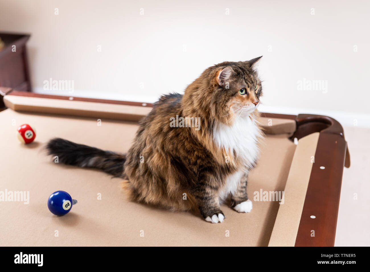 Curious maine coon cat sitting on top of billiard table game of snooker ...