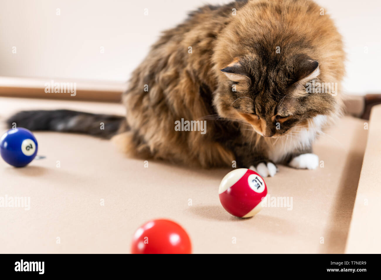 Curious maine coon cat sitting on top of billiard table game of snooker ...