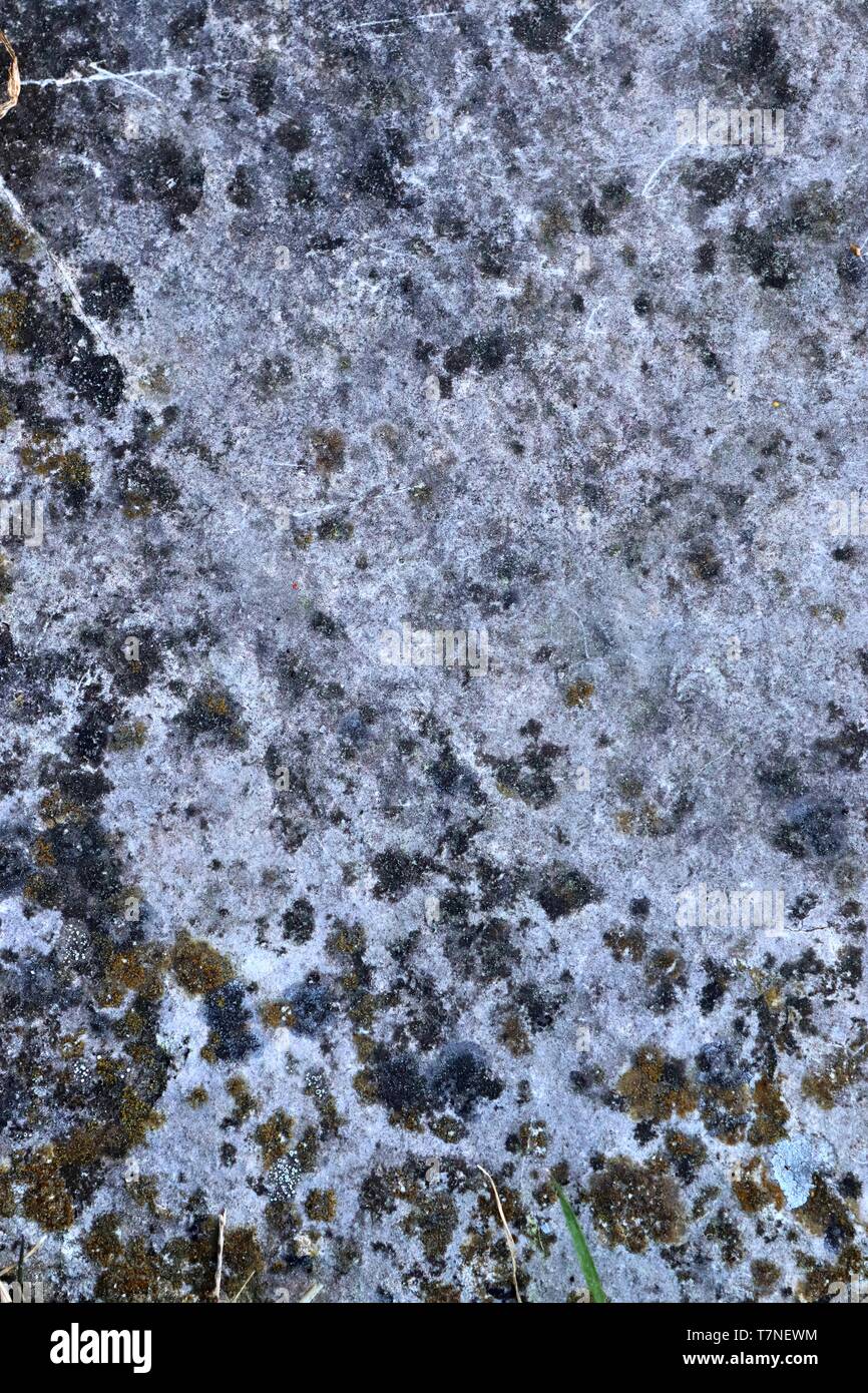 Close up surface of concrete and cements wall texture with some color ...