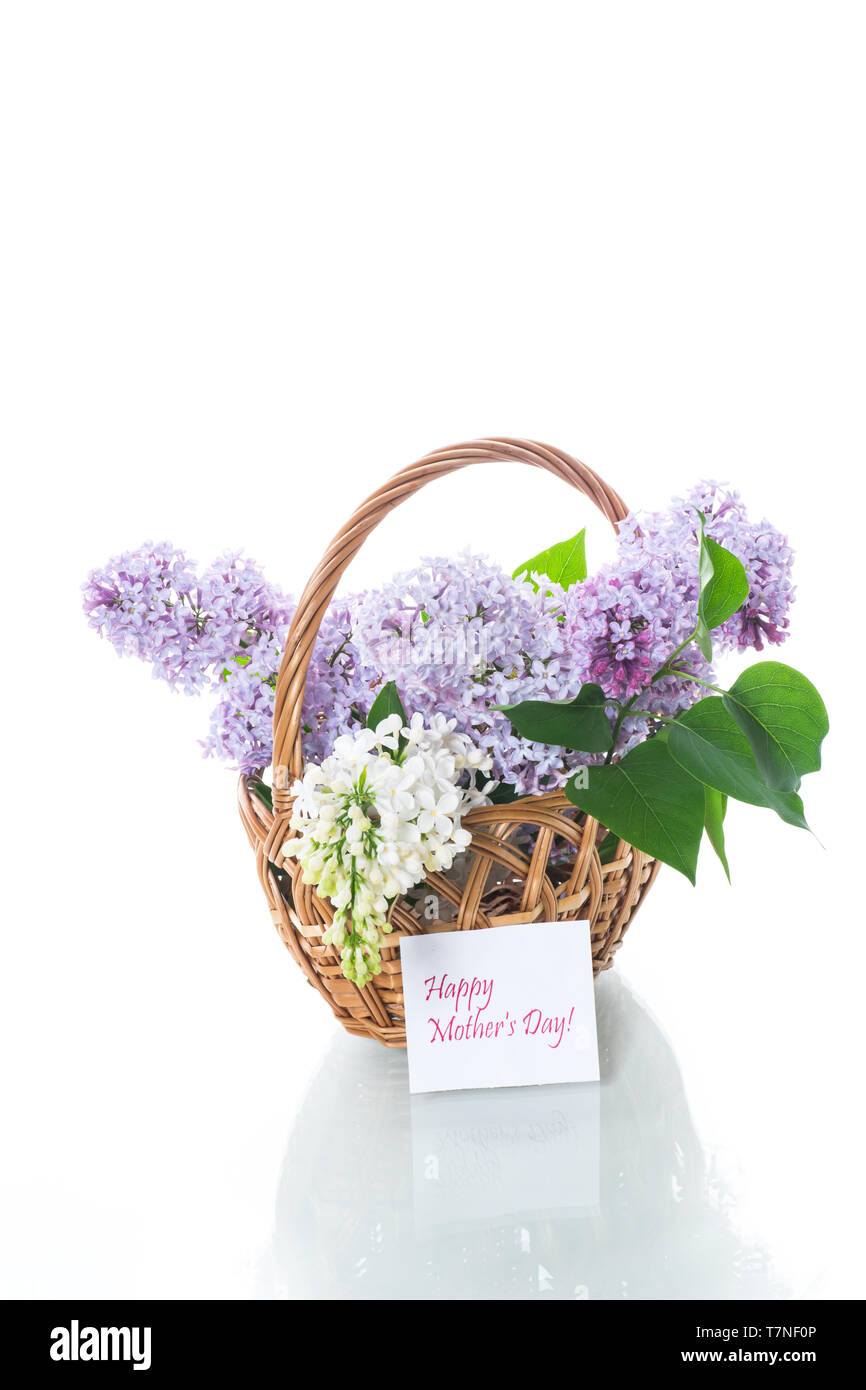 spring blooming bouquet of lilac isolated on white Stock Photo - Alamy