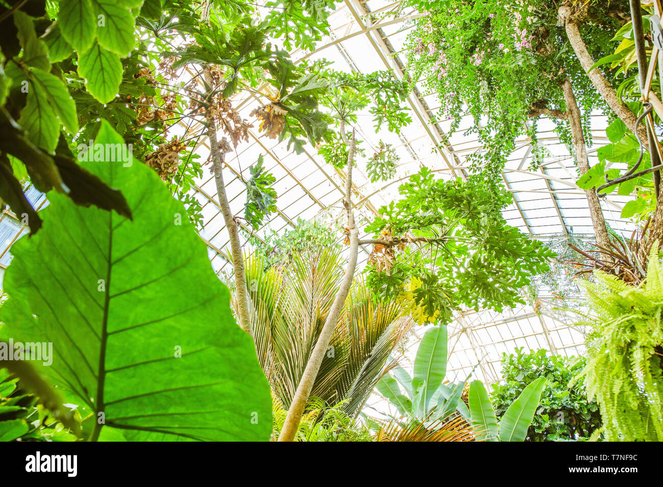 Tropical greenhouse glasshouse sunny interior full of lush green plants ...