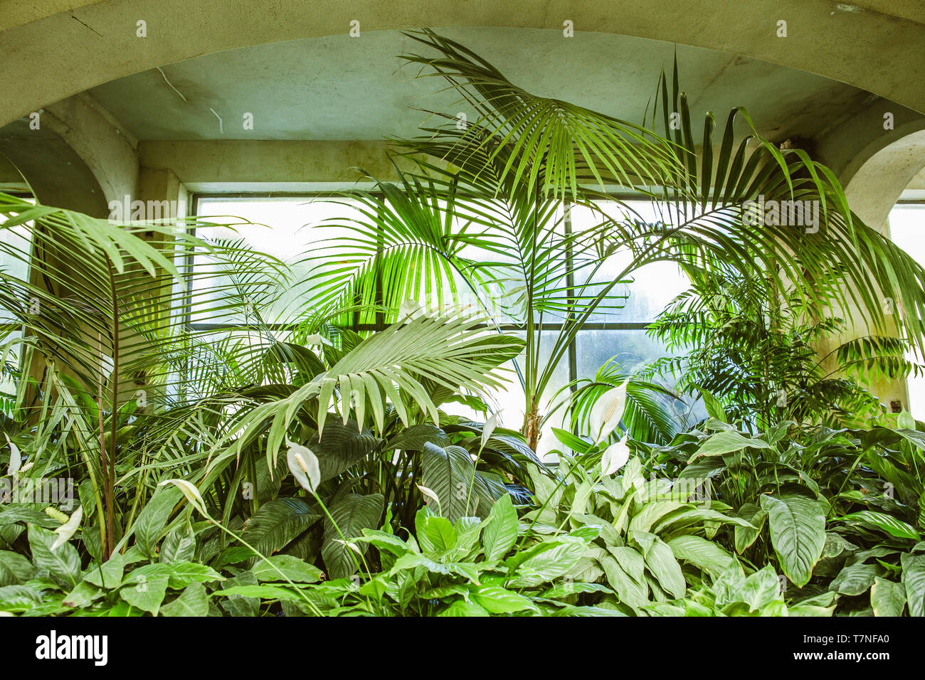 Tropical greenhouse glasshouse sunny interior full of lush green plants ...