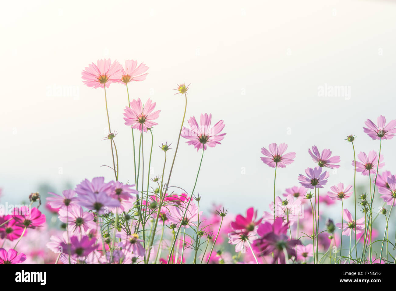 Cosmos flowers in nature, sweet background, blurry flower background ...