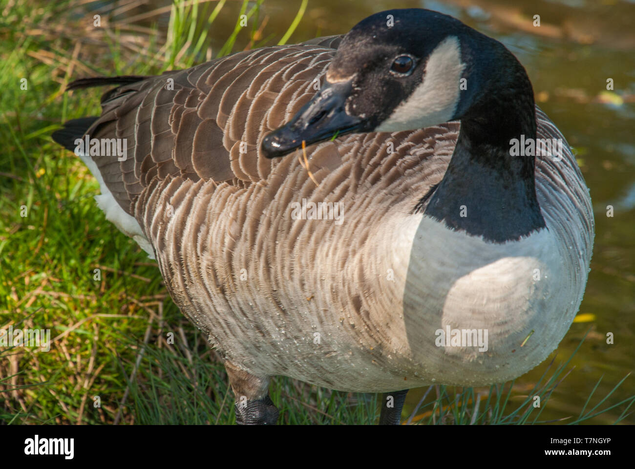Side view of Canadian geese standing along the canal in Richmond Park ...