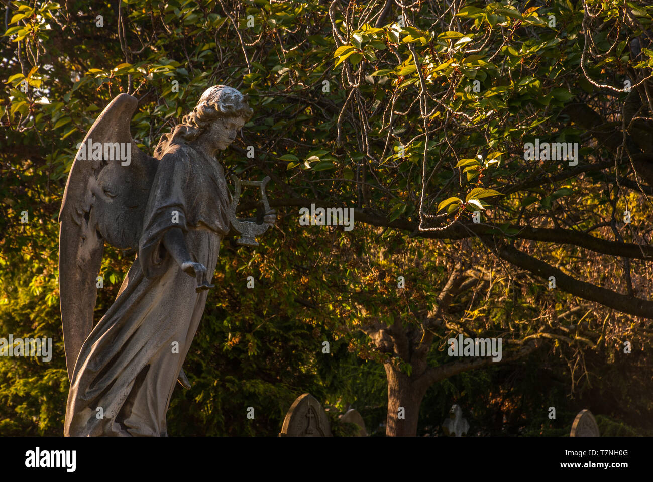 The wings of an angel of an ancient statue In North Sheen Cemetery ...