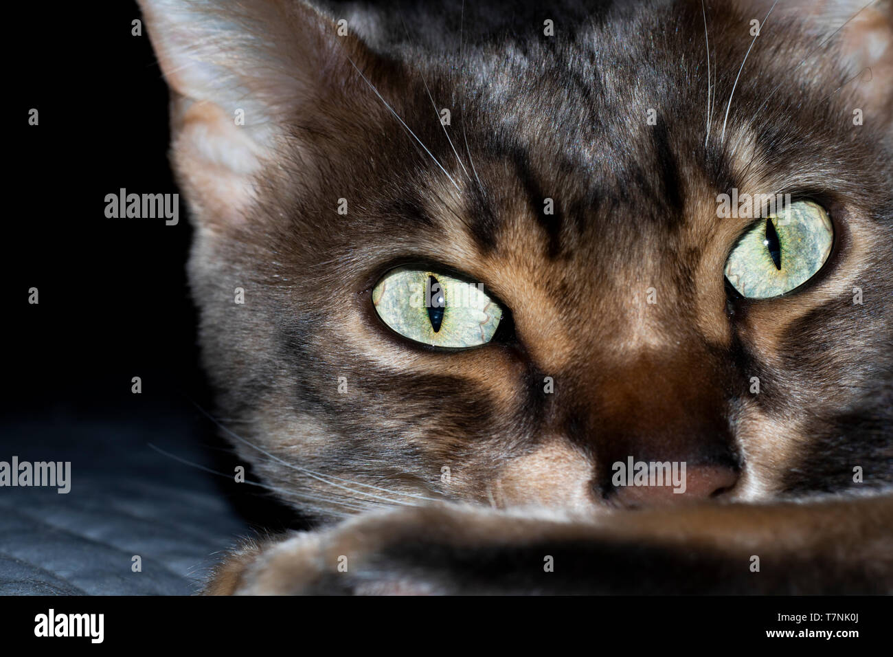 Male five year old Corsican Blue Marbled Bengal domestic cat, breed ...