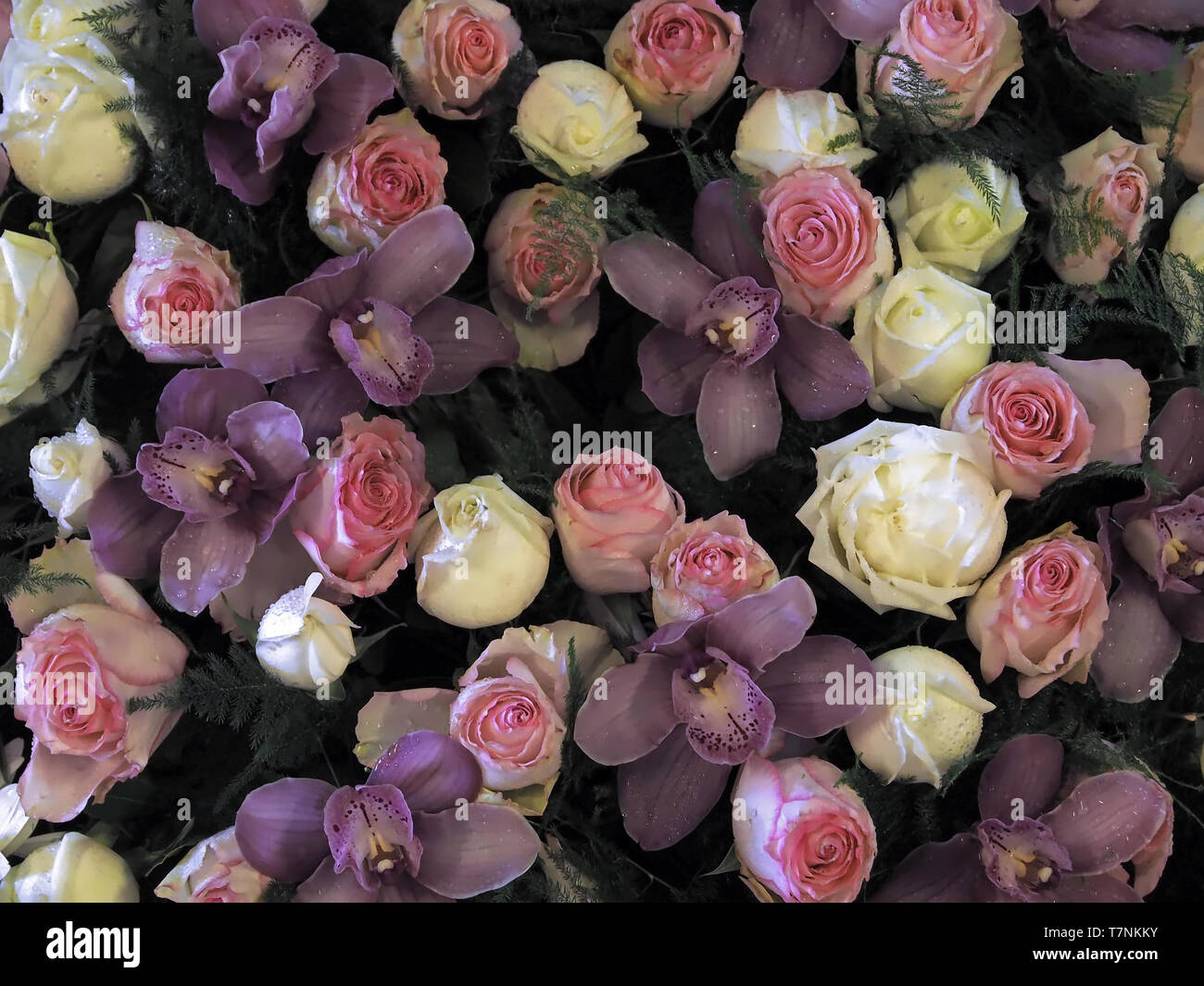 Bunch of orchids hi-res stock photography and images - Alamy