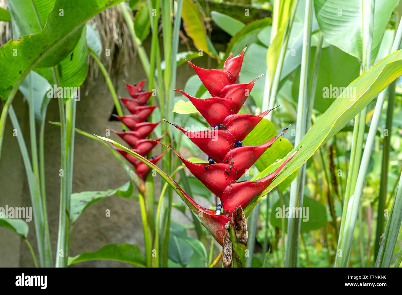 Ubud forest bali flowers hi-res stock photography and images - Alamy