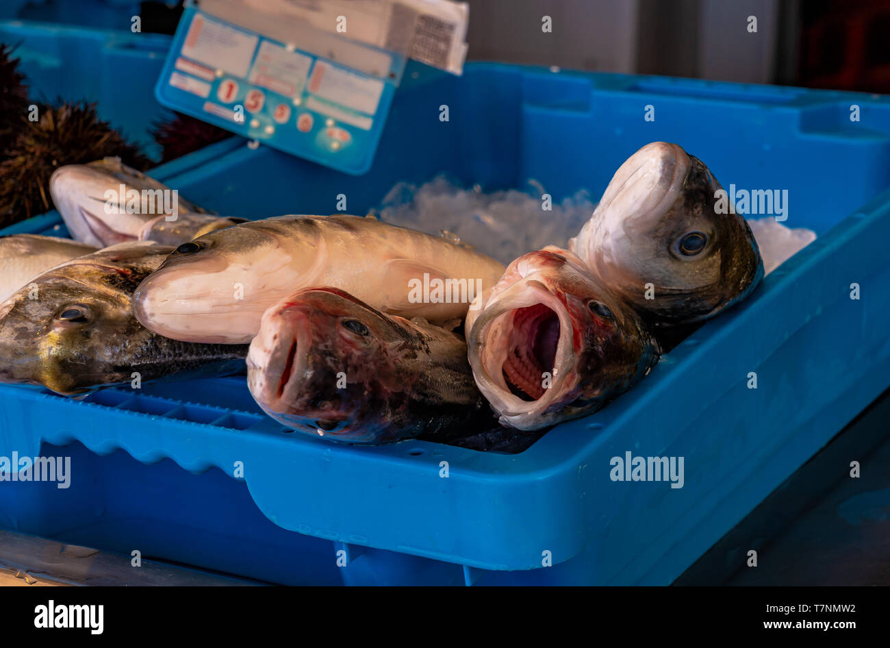 Mediterranean sea fish in Xabia Javea fish market of Spain Stock Photo ...