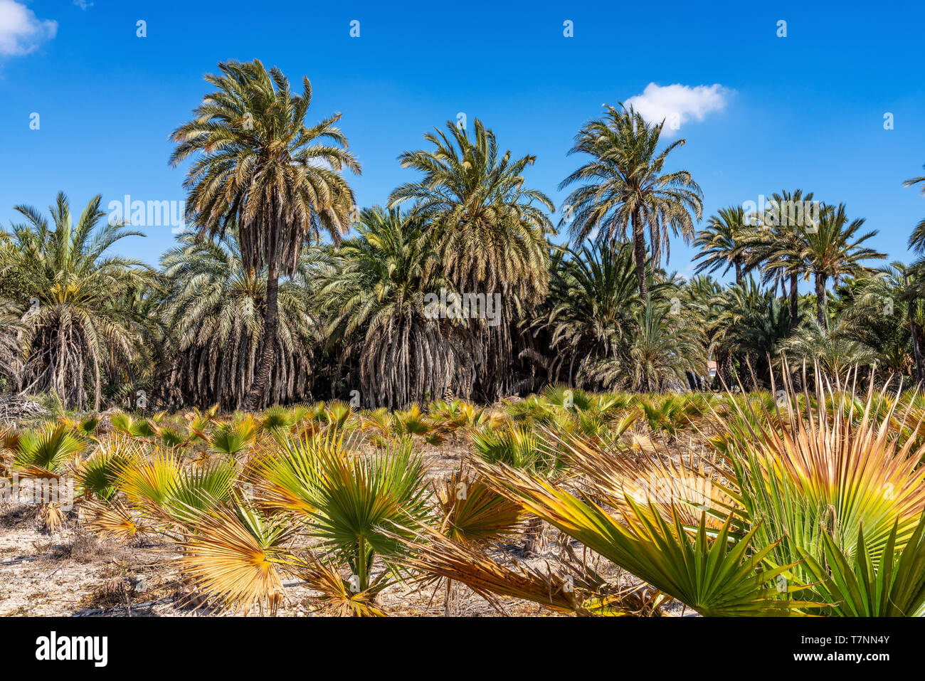 Palmeral Elche Stock Photos & Palmeral Elche Stock Images - Alamy