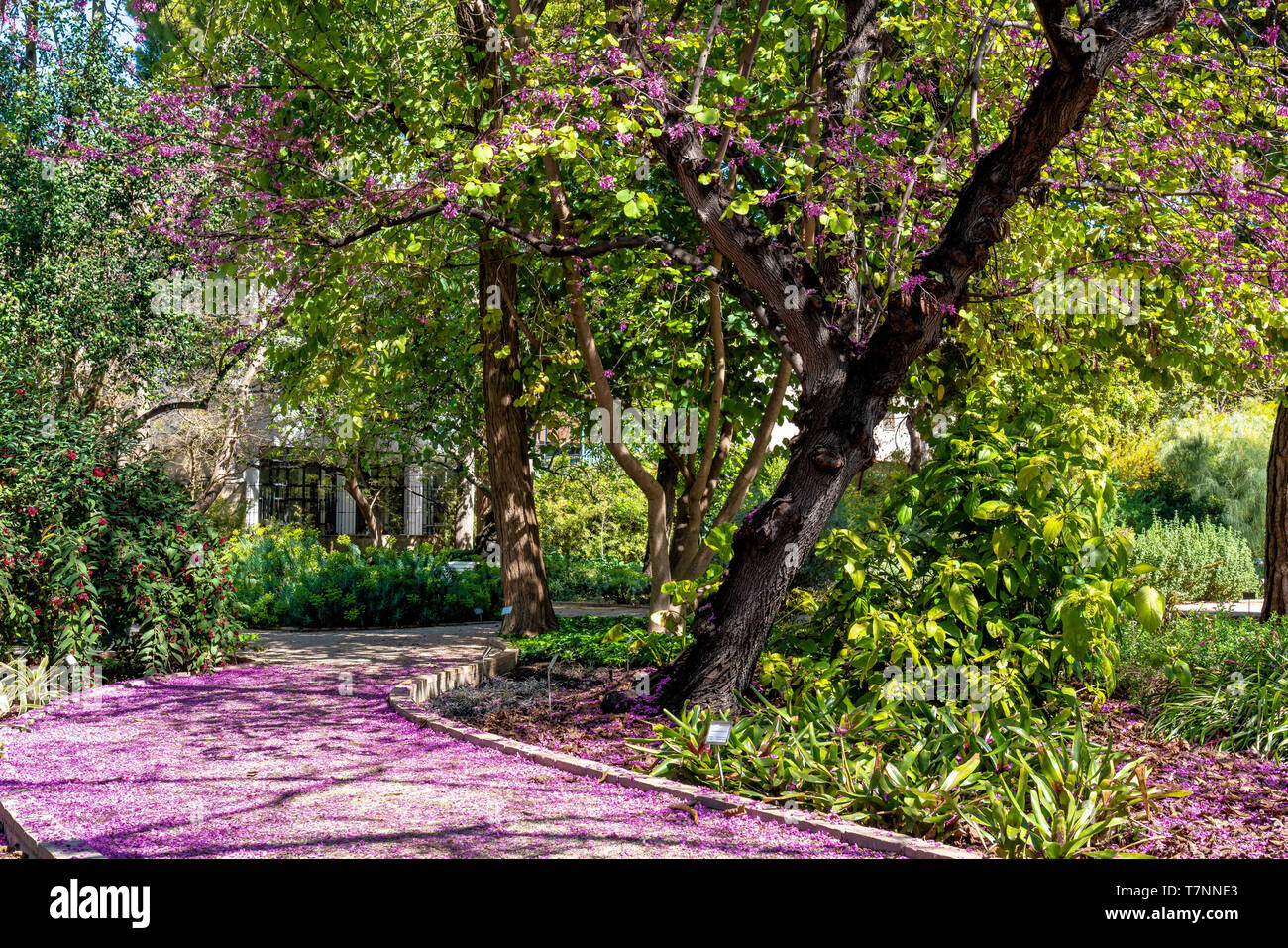 flowering trees in botanical garden in Valencia, Spain Stock Photo - Alamy
