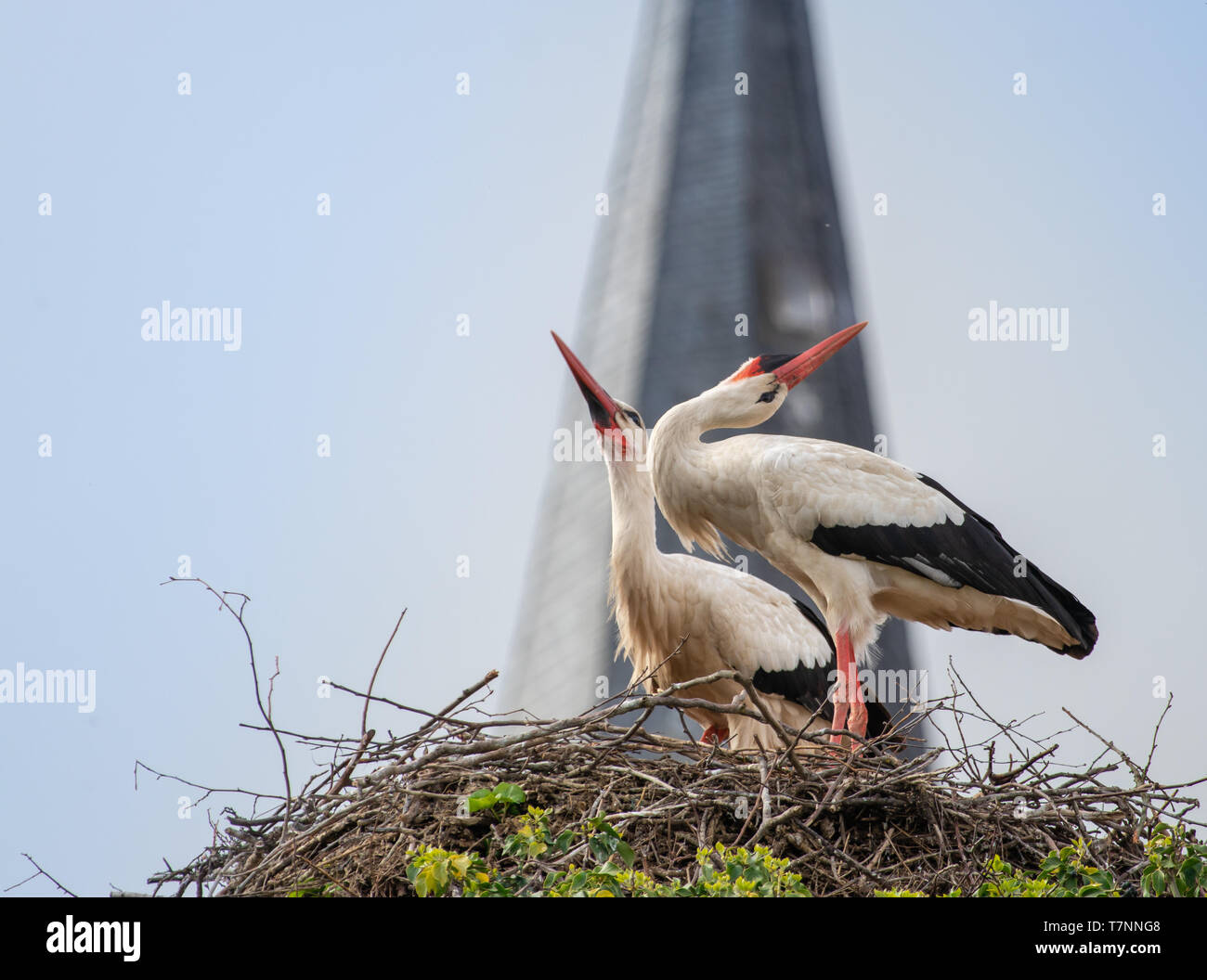 Stork nest alsace france hi-res stock photography and images - Alamy
