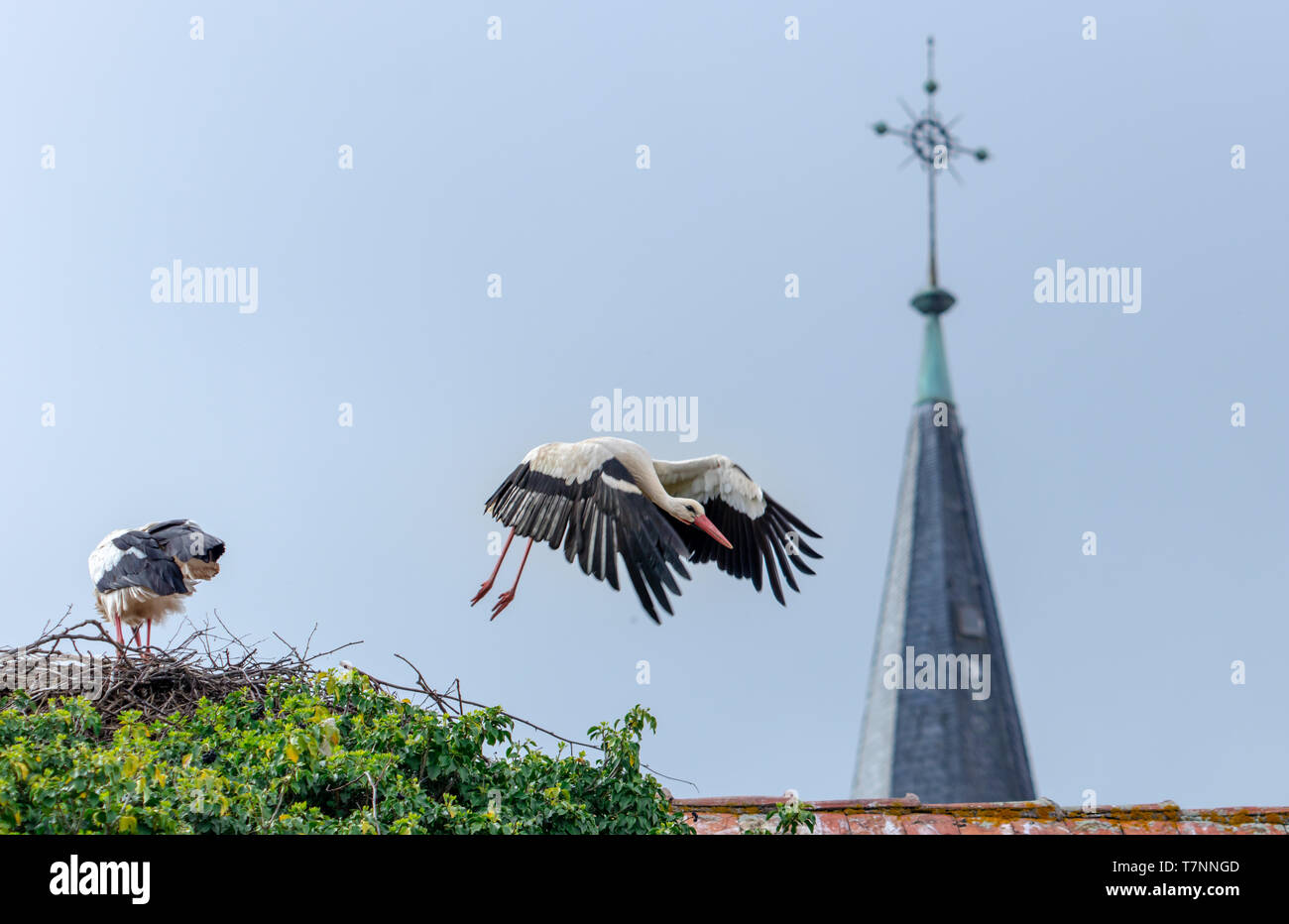 stork flying in alsace, france Stock Photo - Alamy