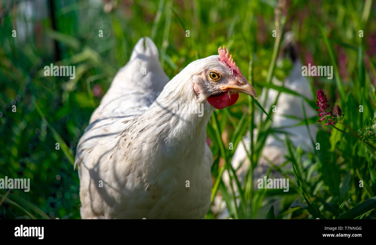 Happy white chicken hi-res stock photography and images - Alamy