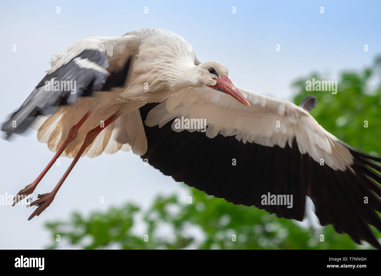 Stork nest alsace france hi-res stock photography and images - Alamy