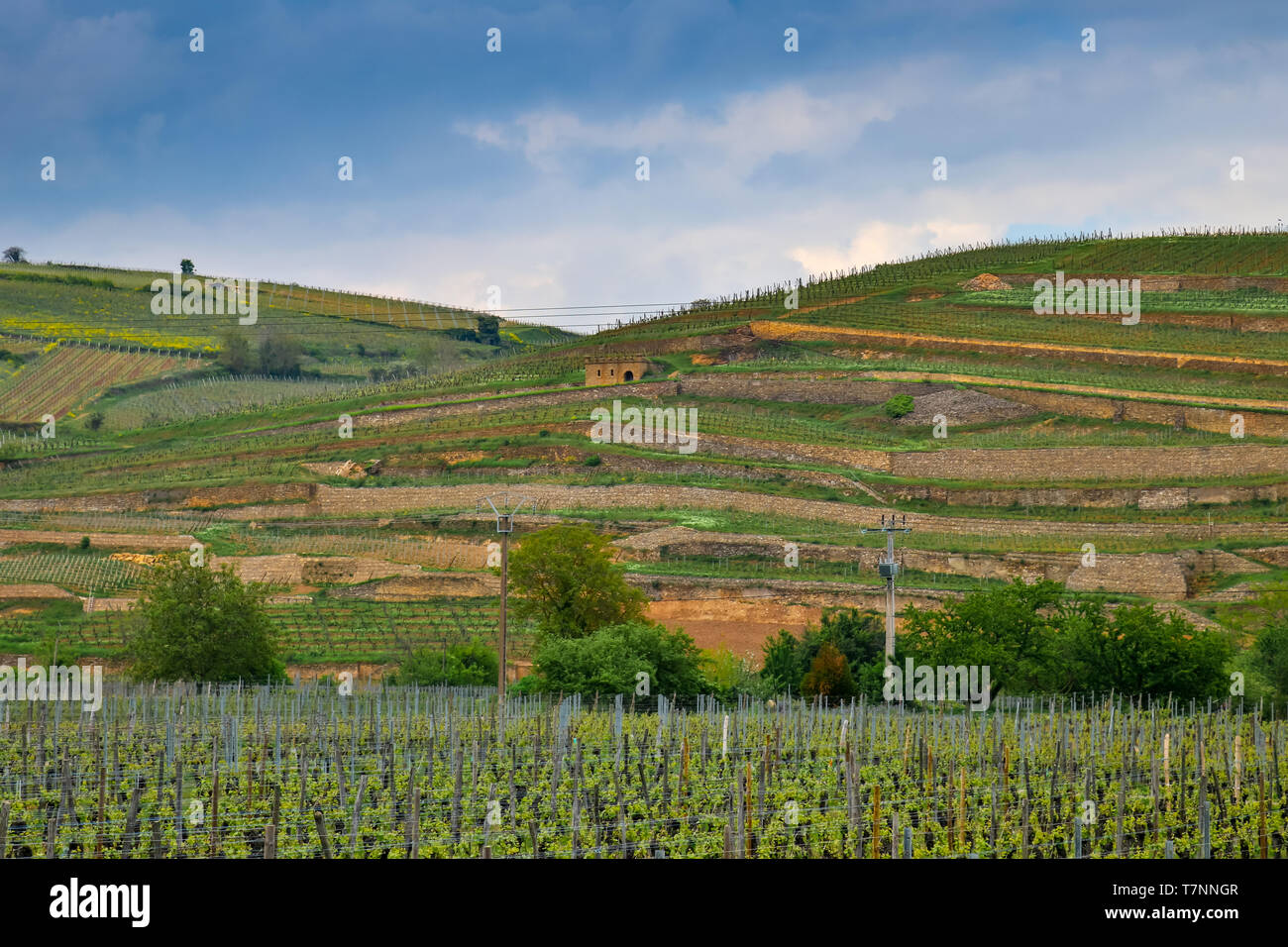 vineyard landscape panorama in alsace, france Stock Photo - Alamy