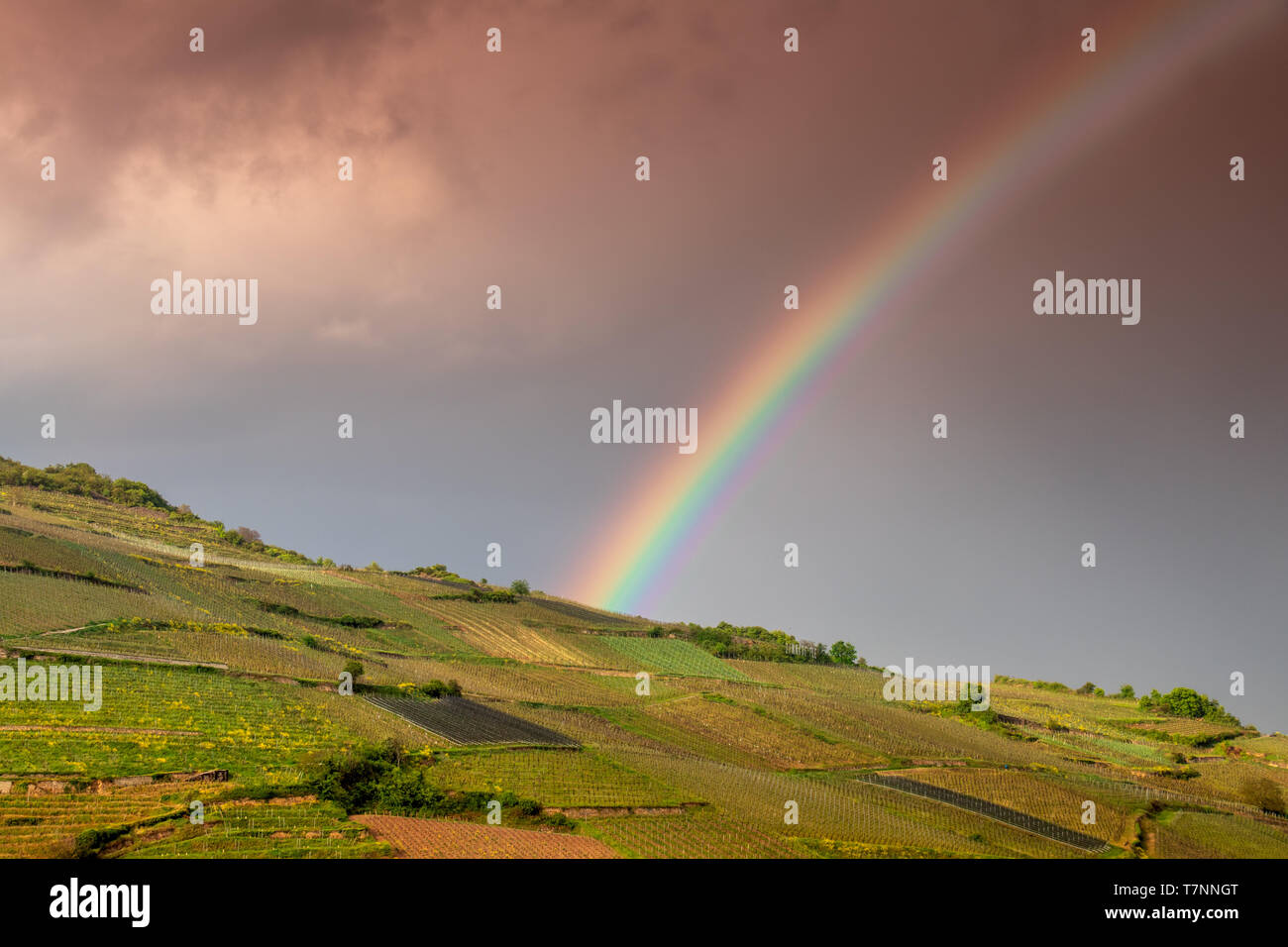 rainbow over vineyard in alsace, france Stock Photo - Alamy