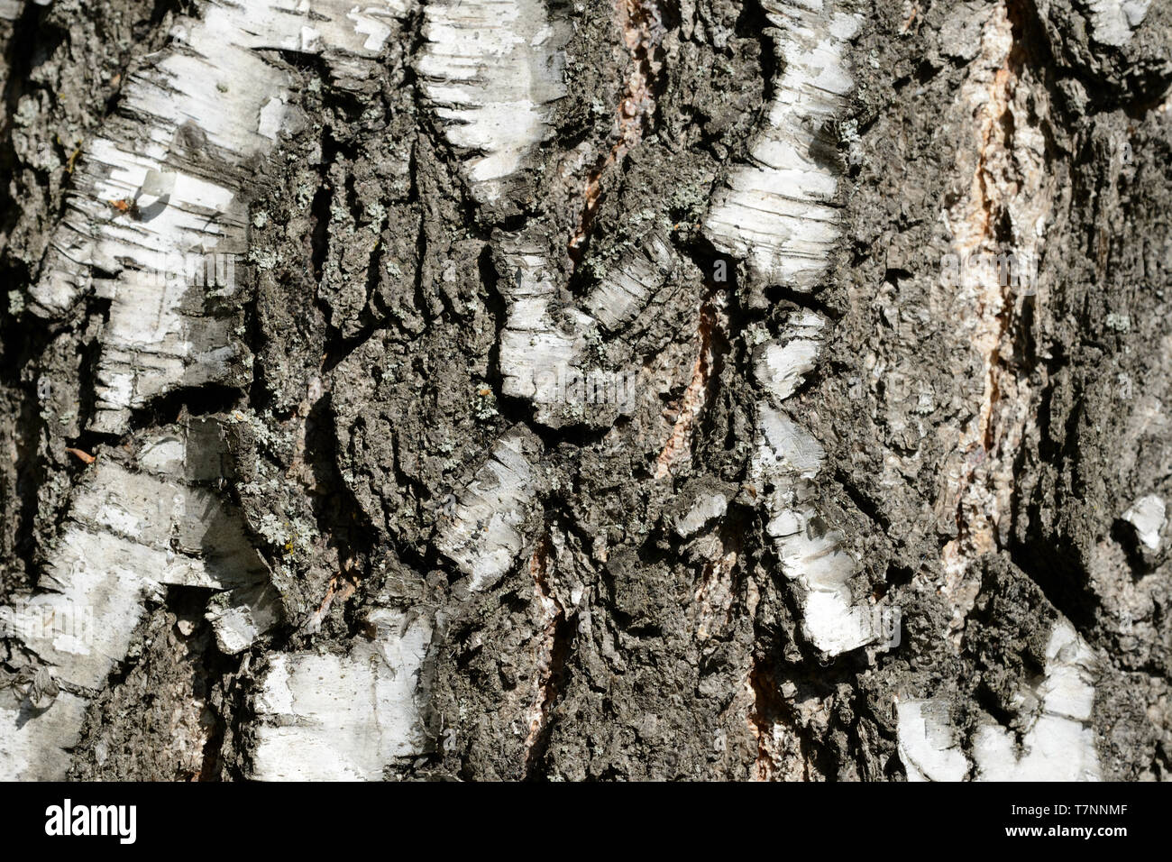 Wood texture white bark hi-res stock photography and images - Alamy