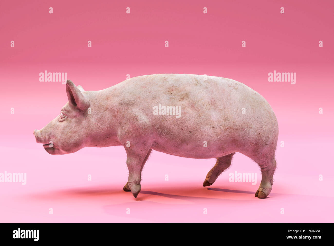 Huge pig isolated on pink background 3d illustration Stock Photo - Alamy
