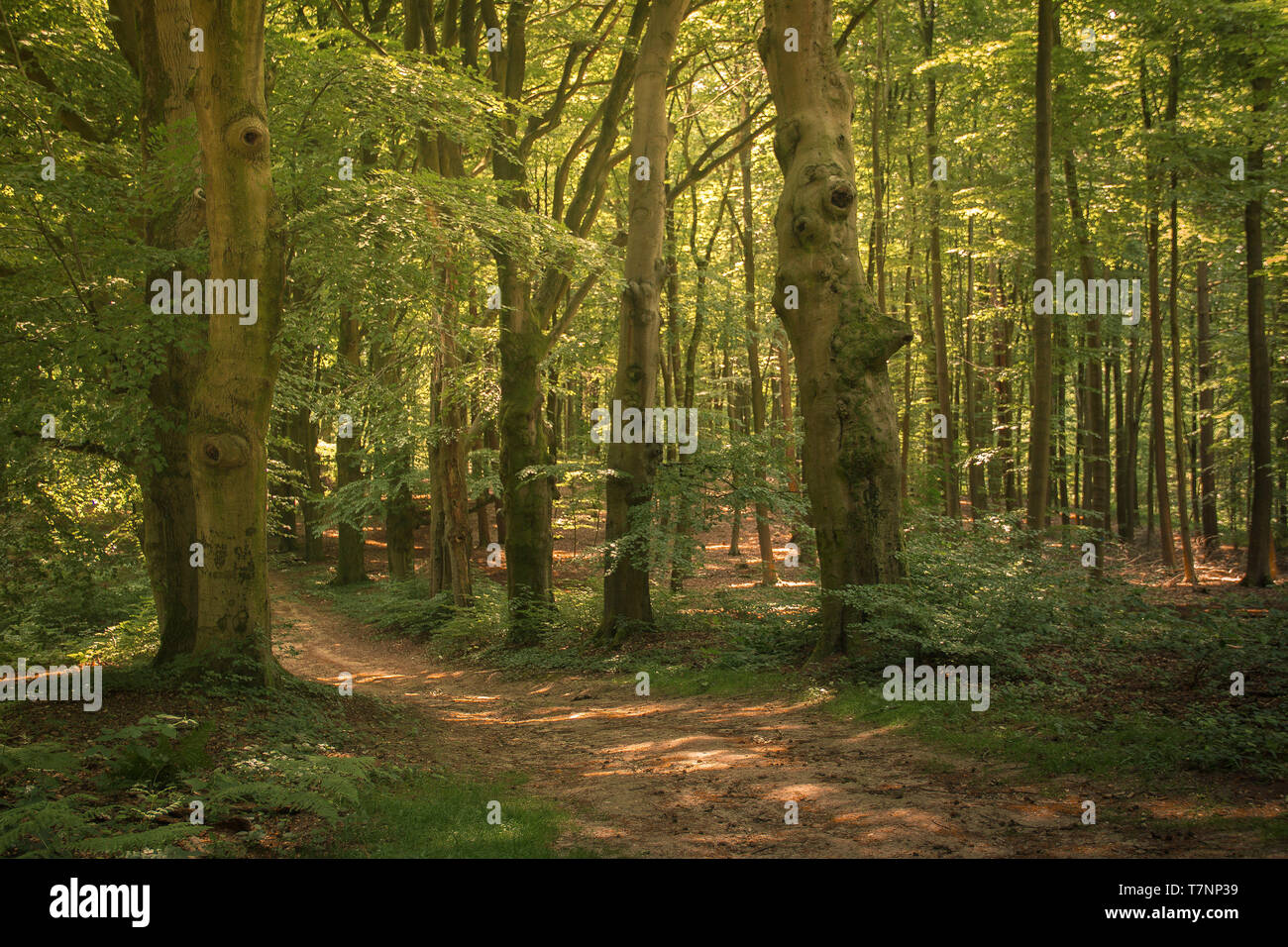 Dutch Nature in the summer in Amsterdam, the Netherlands Stock Photo ...