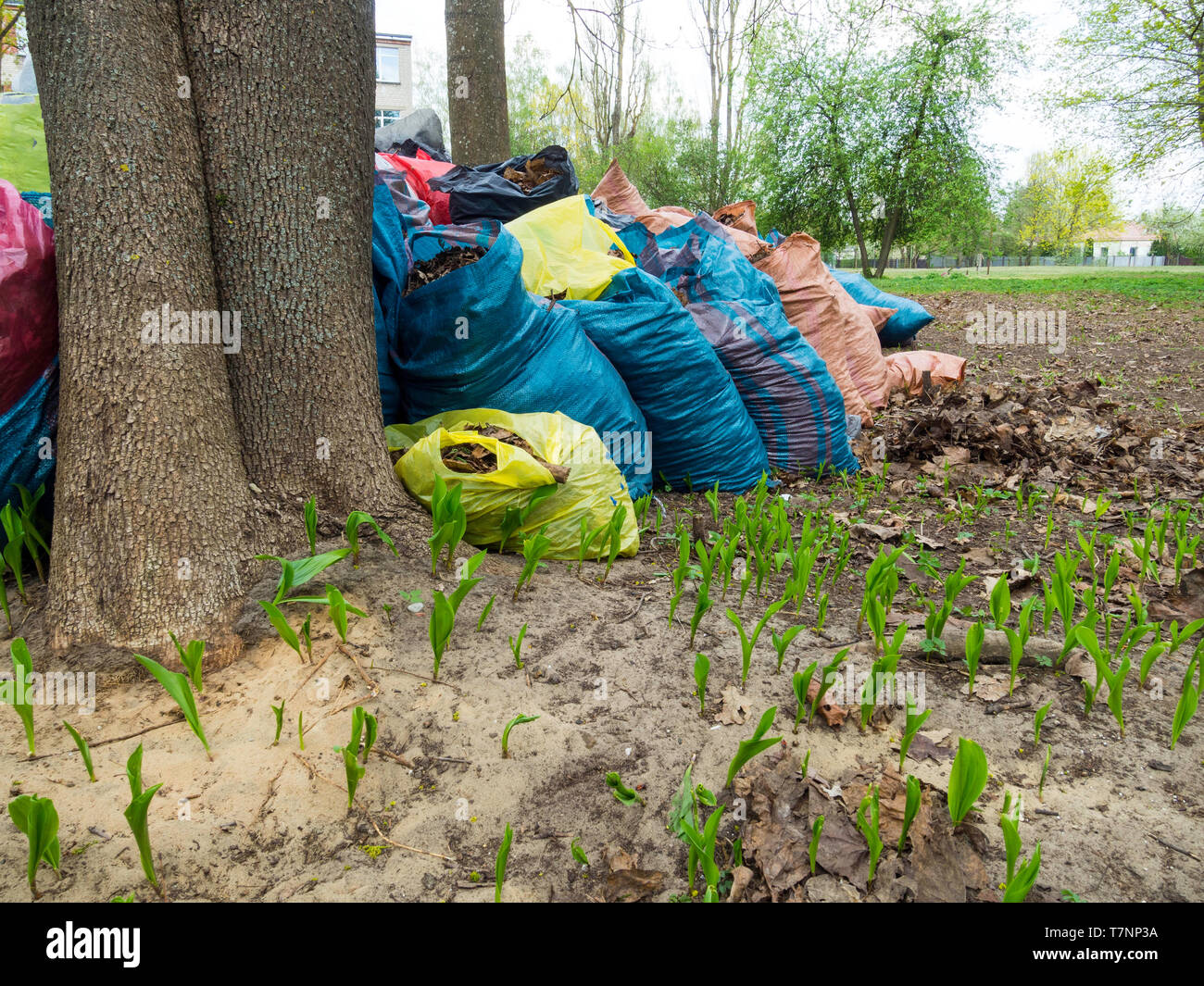 Many color garbage bags with leaves on the ground. Cleaning of autumn ...
