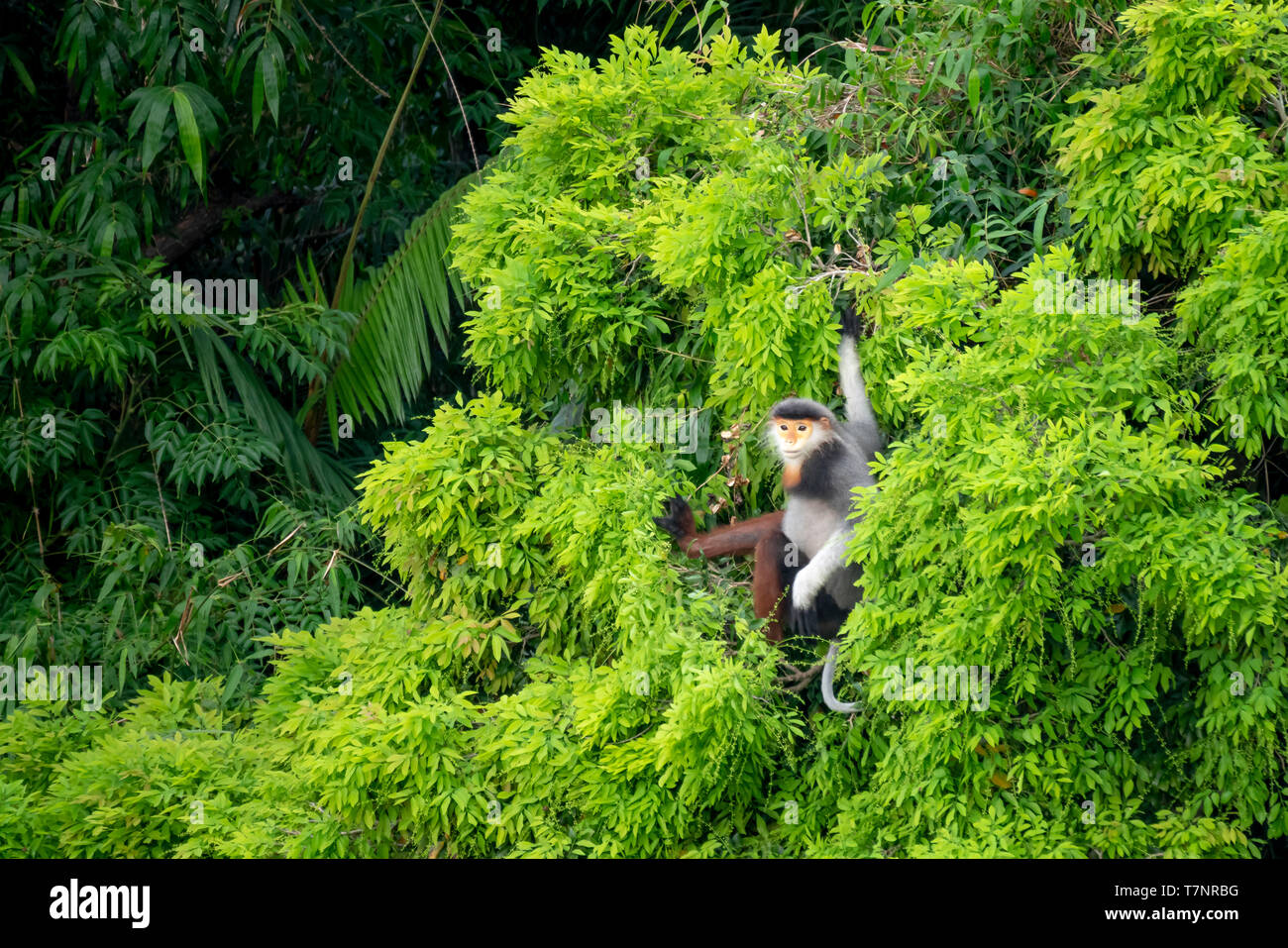 Pygathrix nemaeus in the season of the millettia flowers blossomed on ...