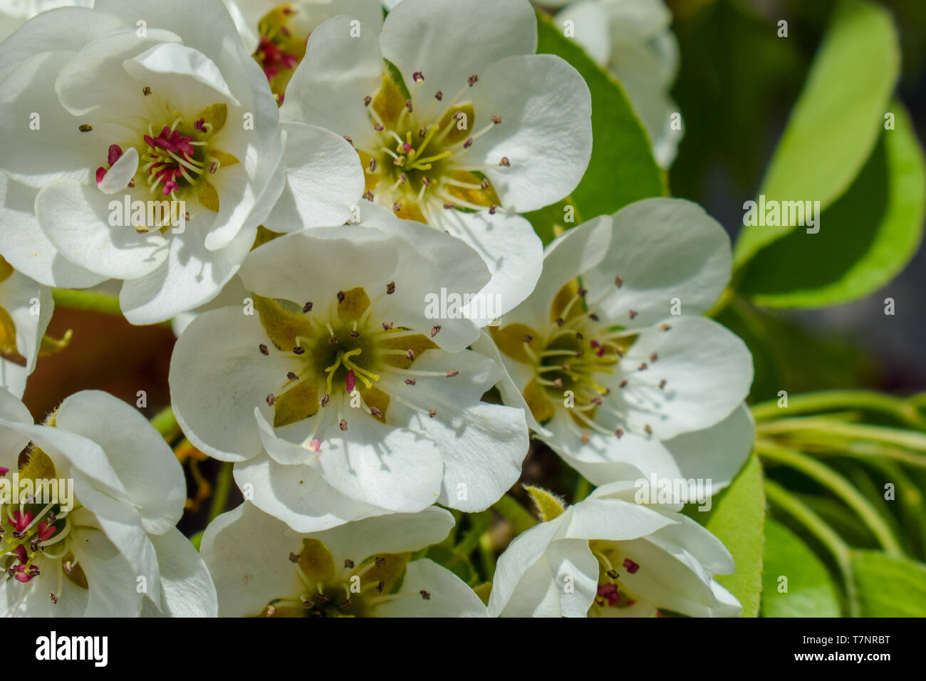 Pear organic tree field hi-res stock photography and images - Alamy
